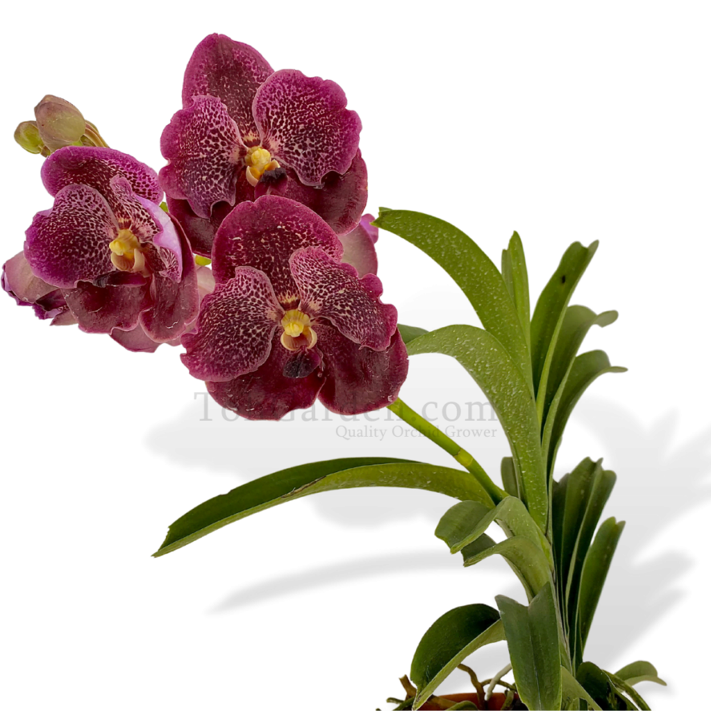 Vanda Hybrid in Clay Pot - Toh Garden : Singapore Orchid Plant & Flower ...