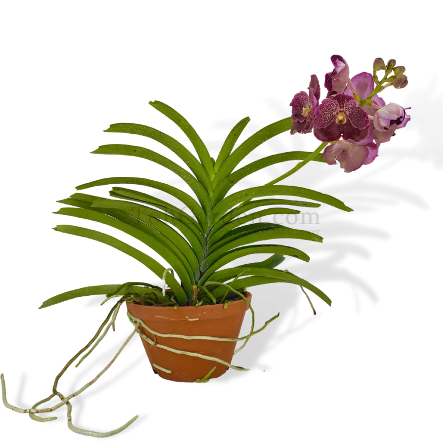 Vanda Hybrid in Clay Pot - Toh Garden : Singapore Orchid Plant & Flower ...