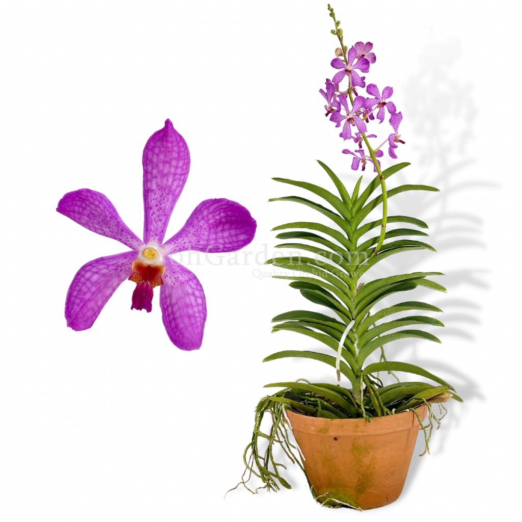 Aranda Richard Roe "Pink" (2018) - Toh Garden : Singapore Orchid Plant ...