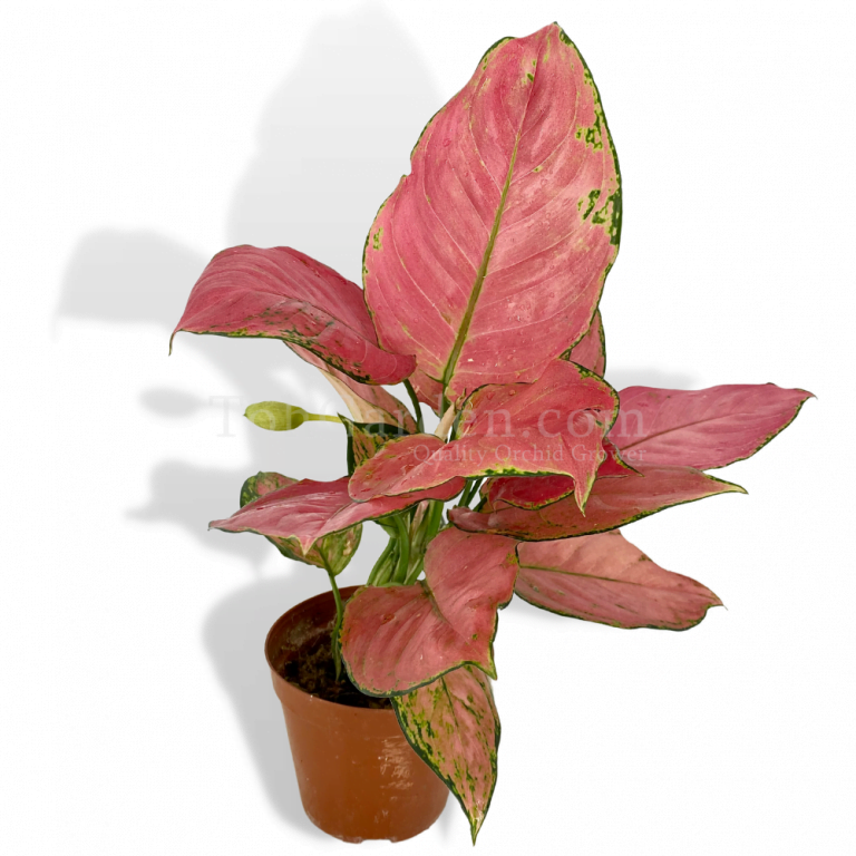 Aglaonema Plant - Toh Garden : Singapore Orchid Plant & Flower Grower