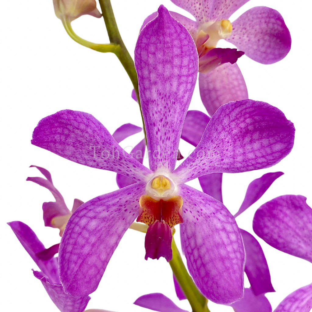 Aranda Richard Roe "Pink" (2018) - Toh Garden : Singapore Orchid Plant ...