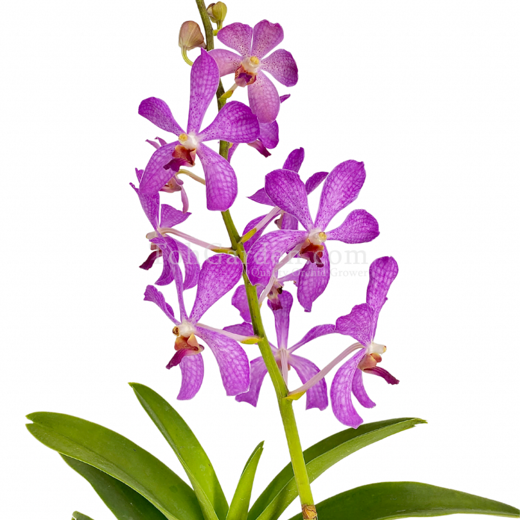 Aranda Richard Roe "Pink" (2018) - Toh Garden : Singapore Orchid Plant ...