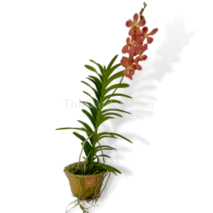 Aranda Chark Kuan ‘Pink’ - Toh Garden : Singapore Orchid Plant & Flower ...