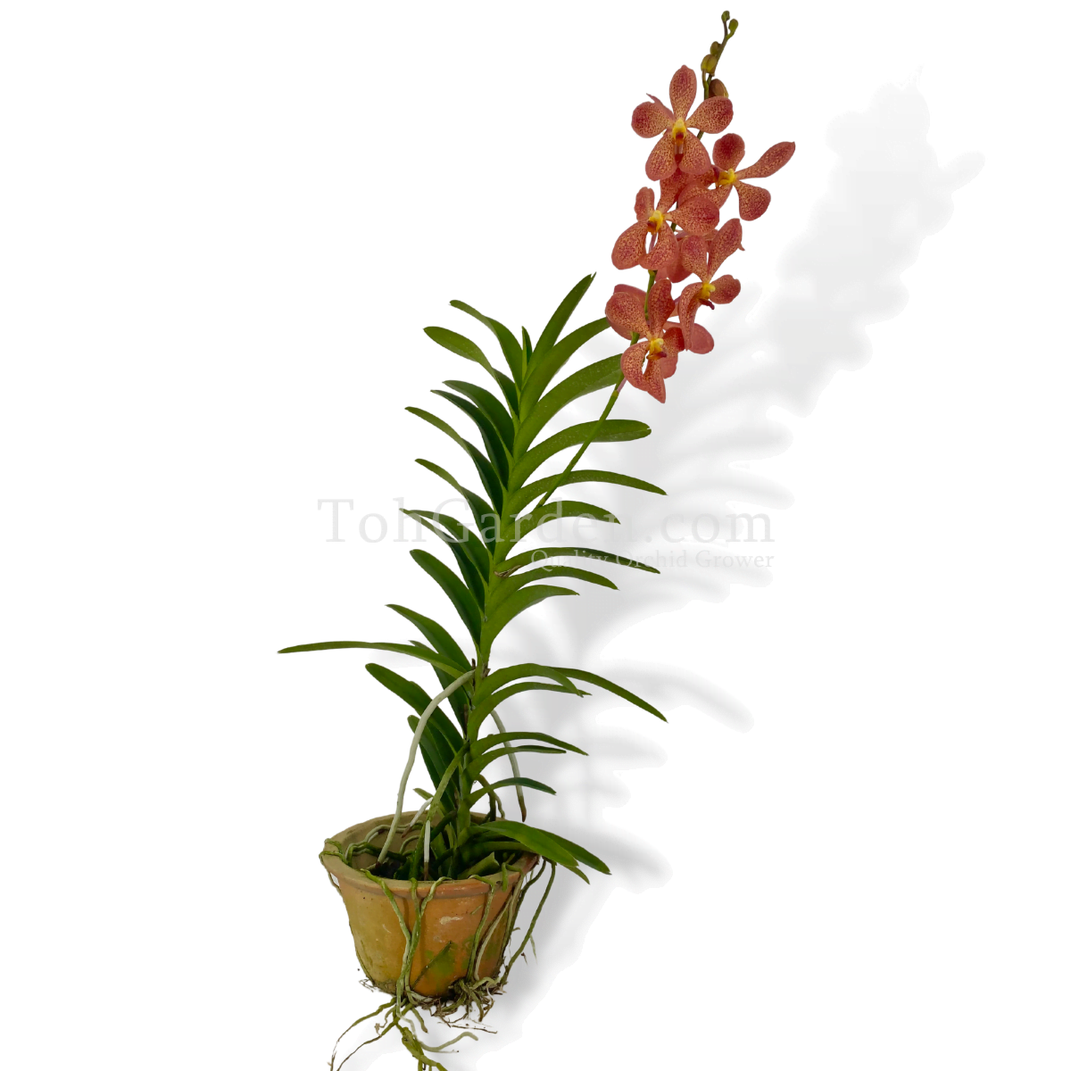 Aranda Chark Kuan ‘Orange’ - Toh Garden : Singapore Orchid Plant ...