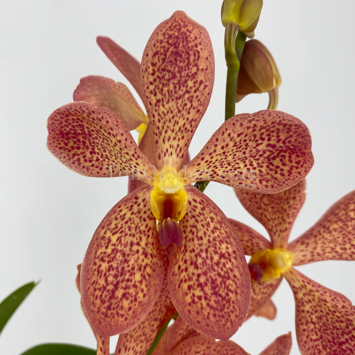 Aranda Chark Kuan ‘Orange’ - Toh Garden : Singapore Orchid Plant ...