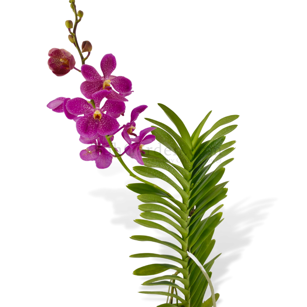 Aranda Chark Kuan Purple - Toh Garden : Singapore Orchid Plant & Flower ...