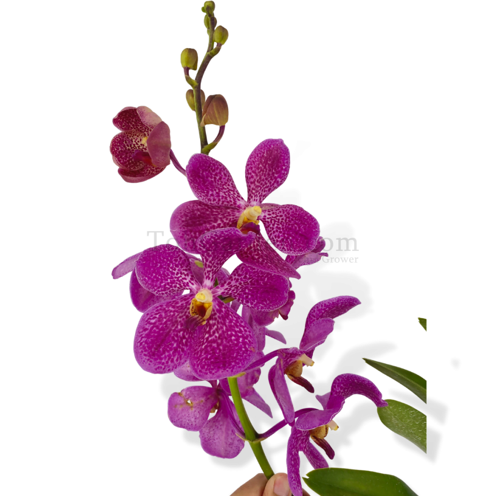 Aranda Chark Kuan Purple - Toh Garden : Singapore Orchid Plant & Flower ...