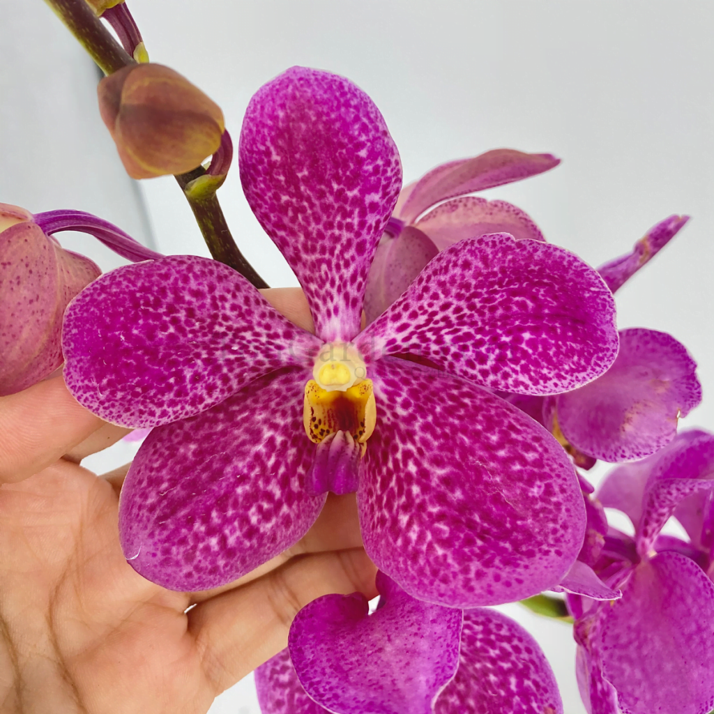 Aranda Chark Kuan Purple - Toh Garden : Singapore Orchid Plant & Flower ...