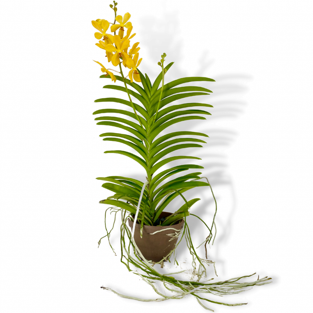 Aranda Jitti "Yellow" - Toh Garden : Singapore Orchid Plant & Flower Grower