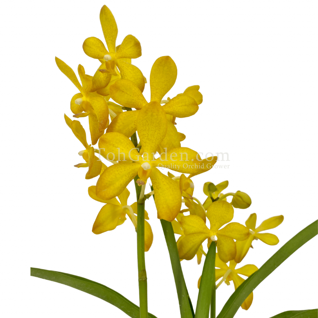 Aranda (New Hybrid) (Seasonal) - Toh Garden : Singapore Orchid Plant ...