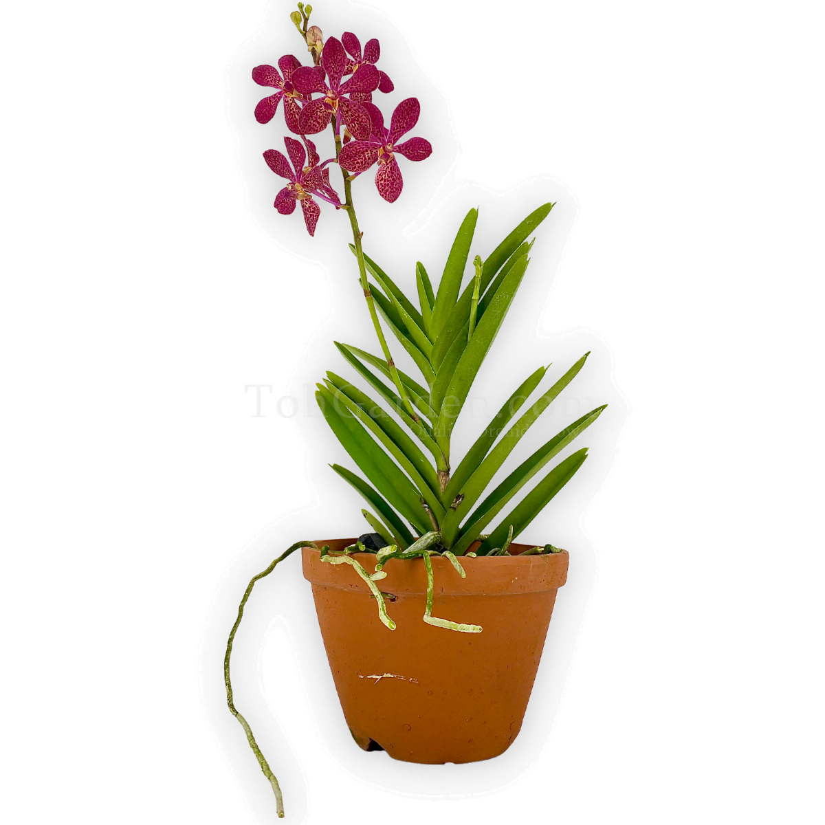 Aranda Bibi 'Strawberry' (1982) - Toh Garden : Singapore Orchid Plant ...