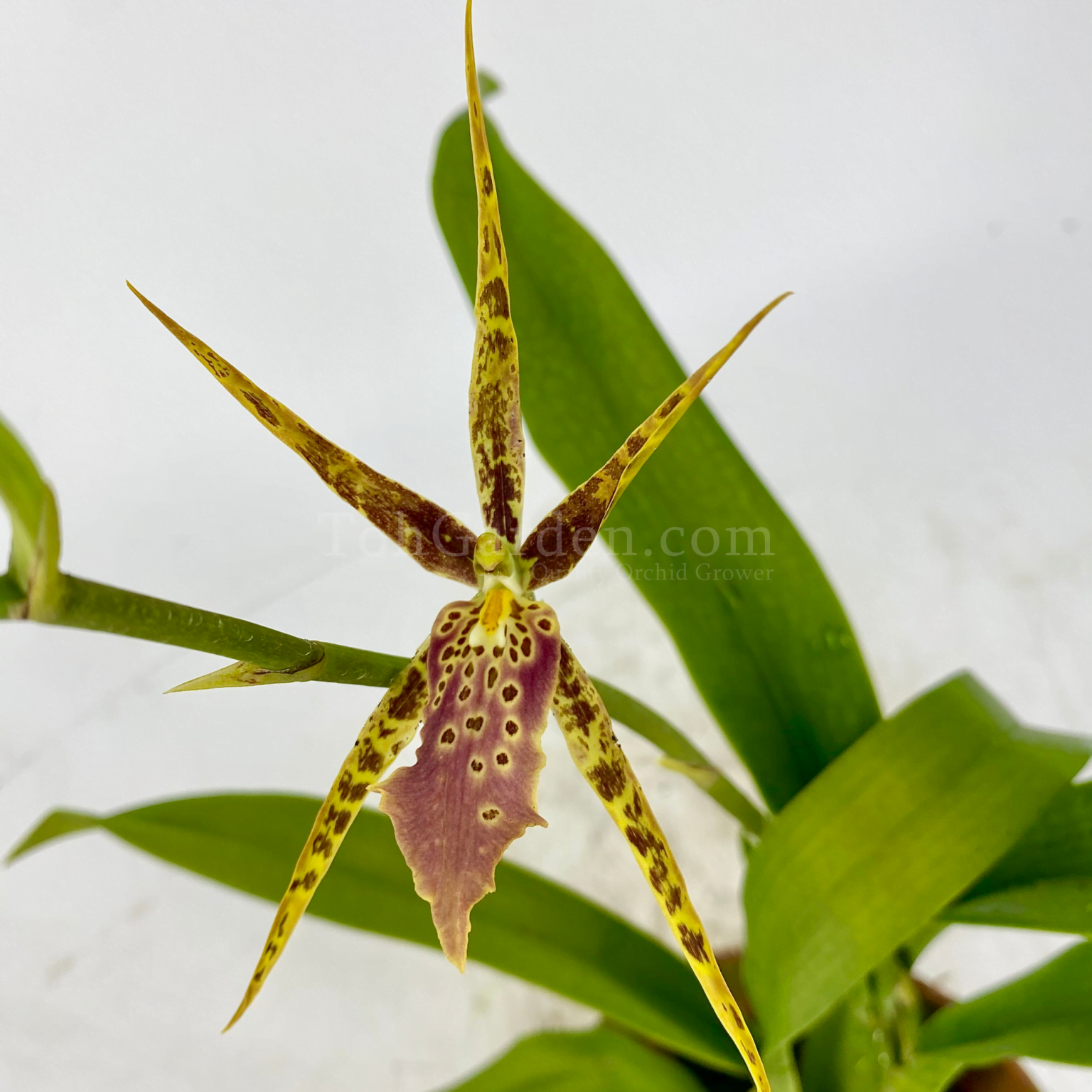 Oncidium Alliance Archives - Toh Garden