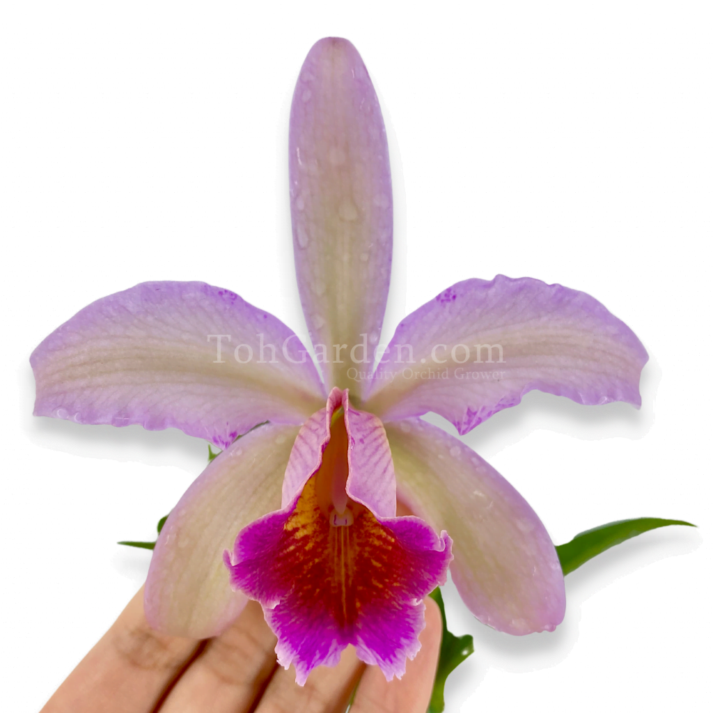 Cattleya Archives - Toh Garden