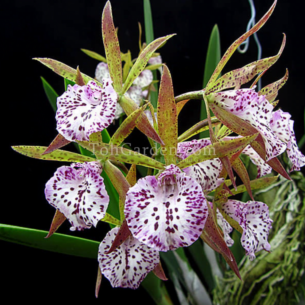 Encyclia phoenicea x Brassavola Little Stars - Toh Garden : Singapore ...
