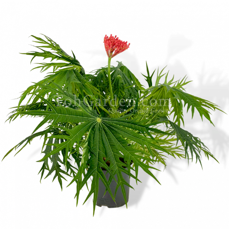 Jatropha multifida - Toh Garden : Singapore Orchid Plant & Flower Grower