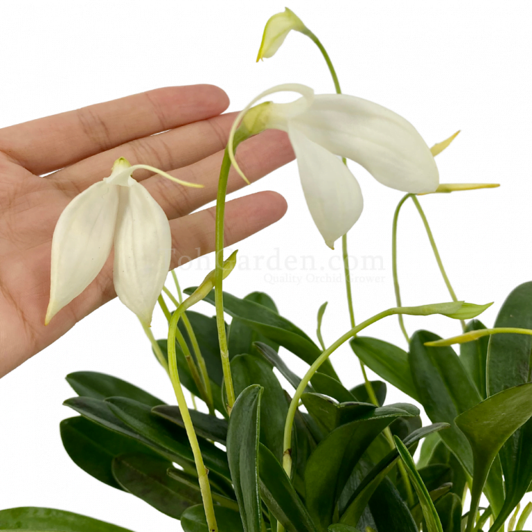 Masdevallia coccinea alba - Toh Garden : Singapore Orchid Plant ...