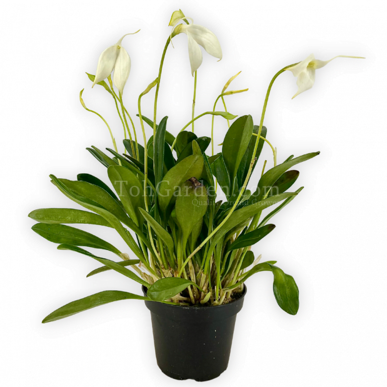 Masdevallia coccinea alba - Toh Garden : Singapore Orchid Plant ...