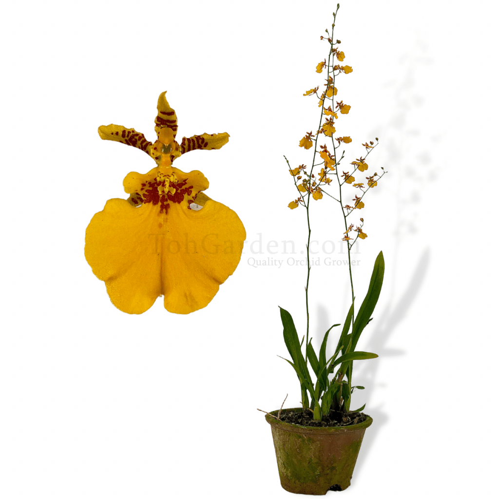 Ionopsis utricularioides (Double stalks) - Toh Garden : Singapore ...