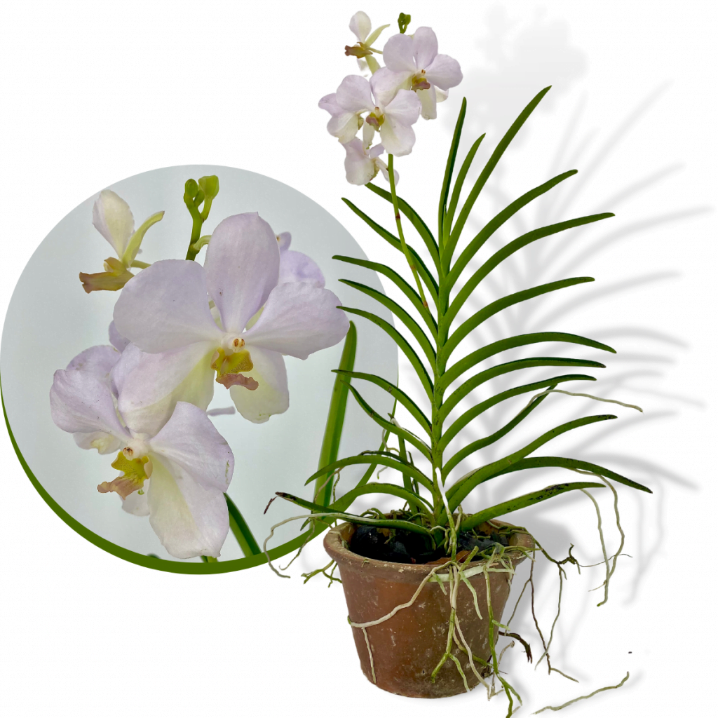 Papilionanda Esther Araneta Pure White (2010) - Toh Garden : Singapore ...