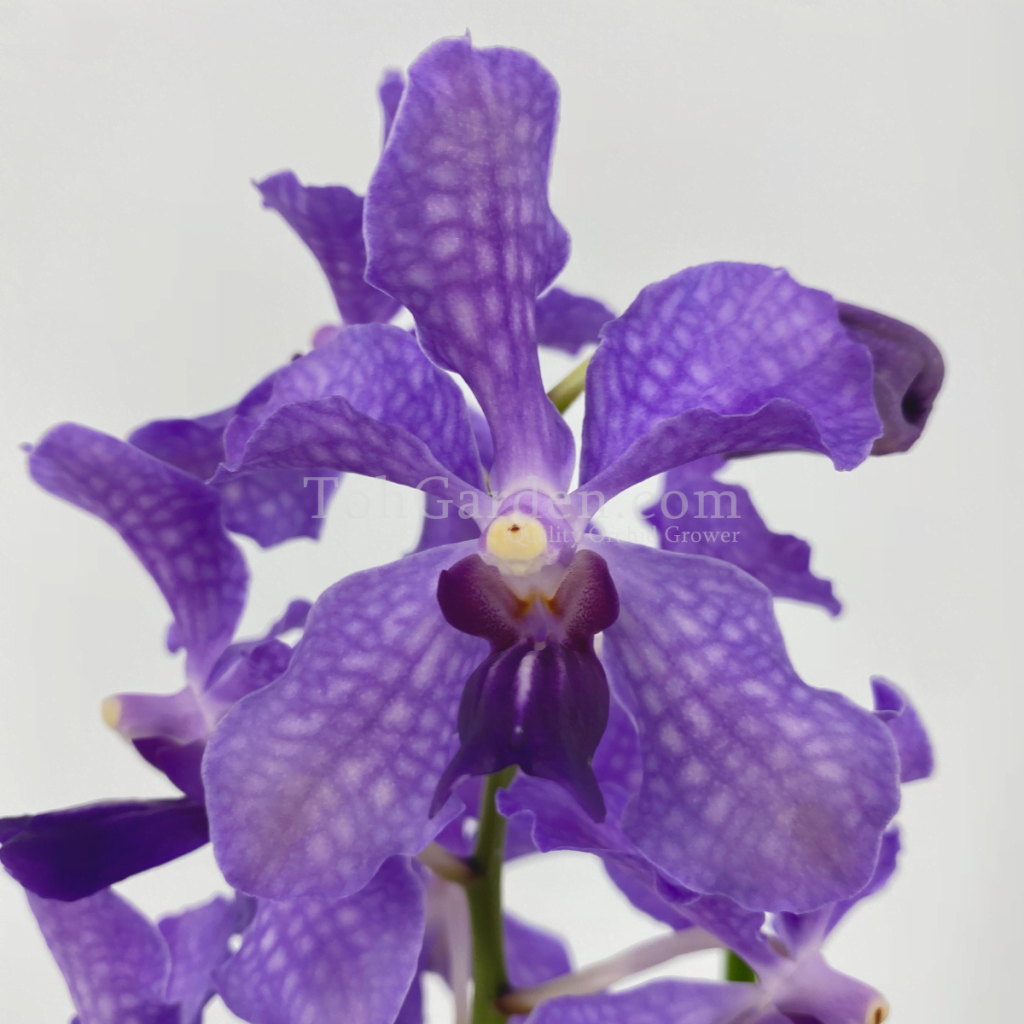 Papilionanda Ernest Chew (2012) - Toh Garden : Singapore Orchid Plant ...