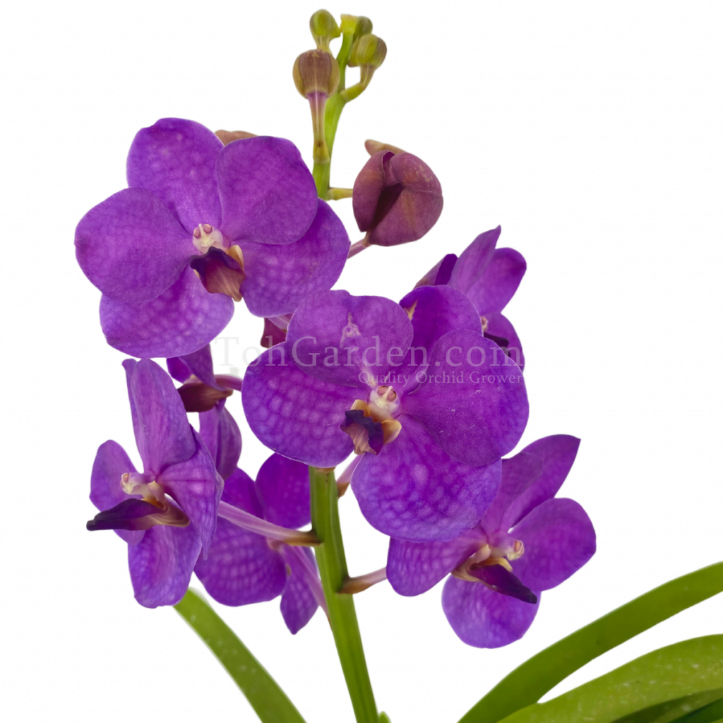 Vanda Pakchong Blue - Toh Garden : Singapore Orchid Plant & Flower Grower