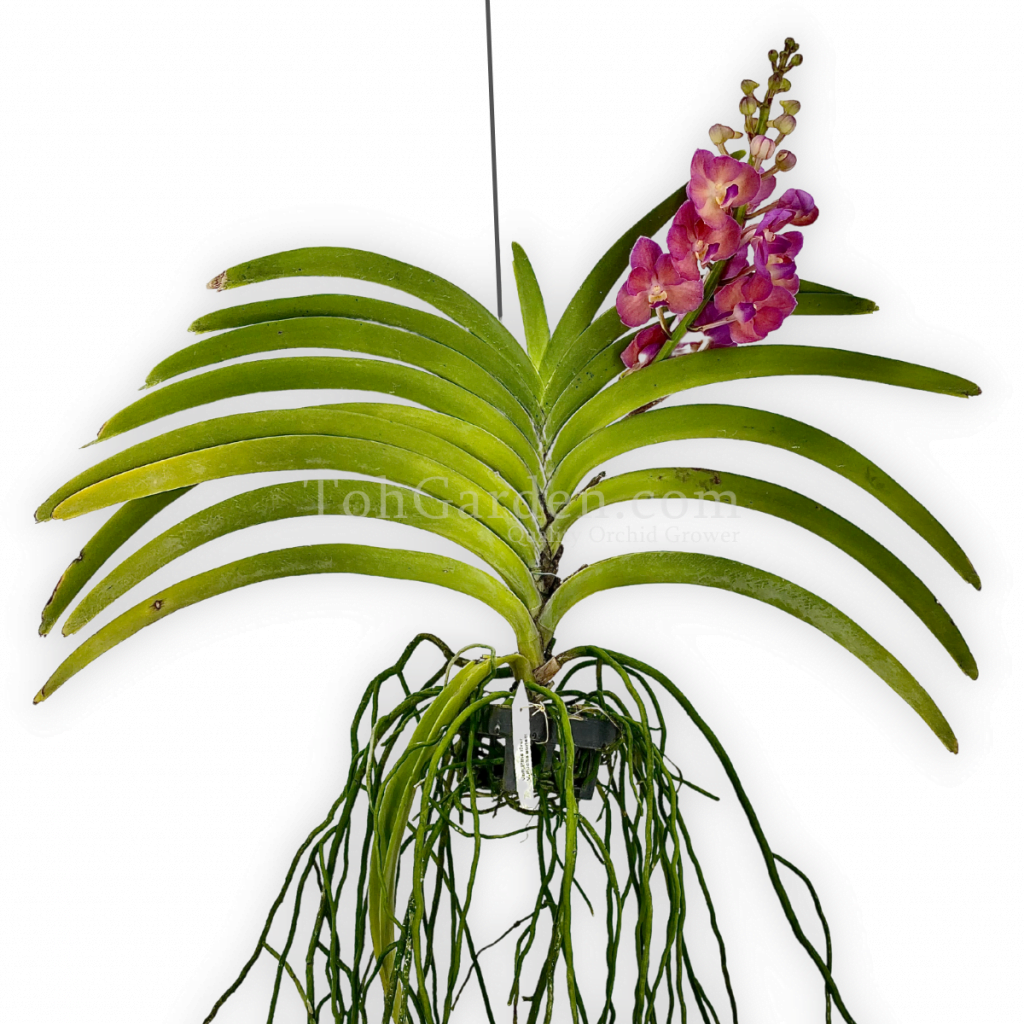 Hanging Vanda Pine River X Vanda Fuchs Sunset (Seasonal) - Toh Garden ...