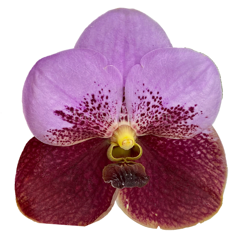 Hanging Vanda Sanderiana Hybrid - Toh Garden : Singapore Orchid Plant ...