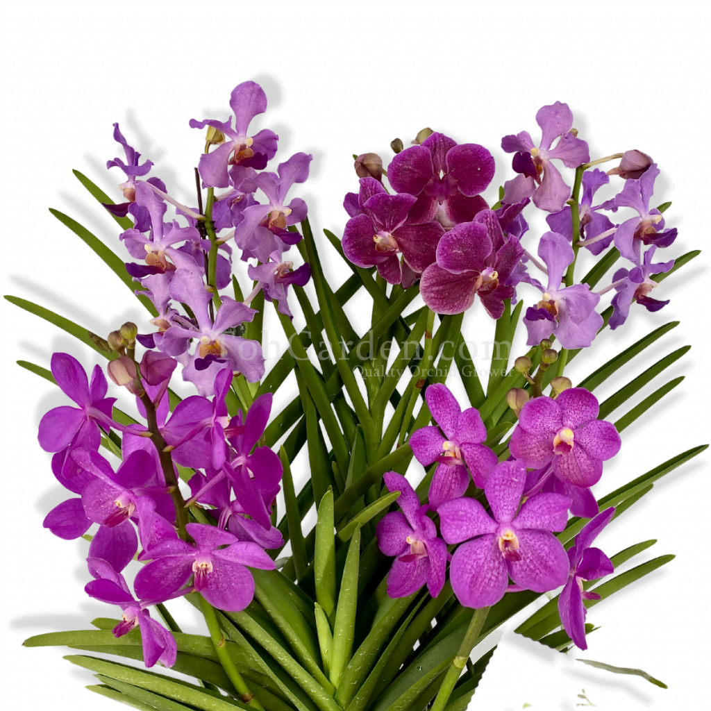 (5 in 1) Purple Aranda & Papilionanda Mix in White Ceramic Pot - Toh ...