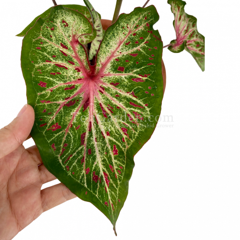 Caladium Bottle Rocket - Toh Garden : Singapore Orchid Plant & Flower ...