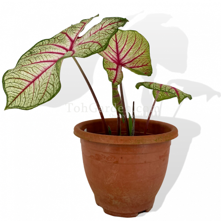 Caladium Summer Breeze - Toh Garden : Singapore Orchid Plant & Flower ...