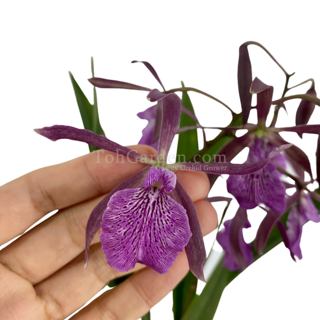 Dendrobium Serene Chang "Pink" (2007) - Toh Garden : Singapore Orchid ...
