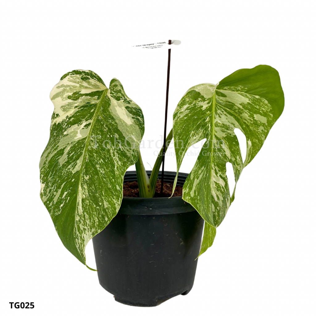 Monstera Borsigiana Albo Variegata Collection Archives | Toh Garden
