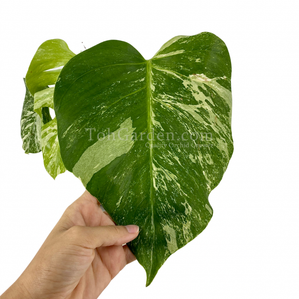 Monstera Borsigiana Albo Variegata Collection Archives | Toh Garden