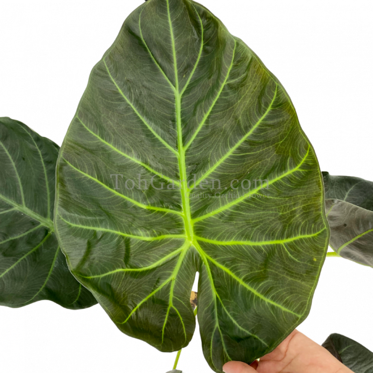 Alocasia Regal Shield - Toh Garden : Singapore Orchid Plant & Flower Grower