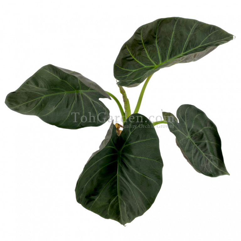 Alocasia Regal Shield - Toh Garden : Singapore Orchid Plant & Flower Grower
