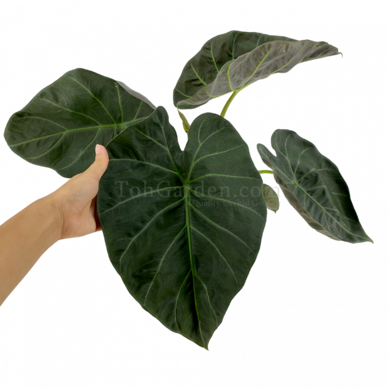 Alocasia Regal Shield - Toh Garden : Singapore Orchid Plant & Flower Grower