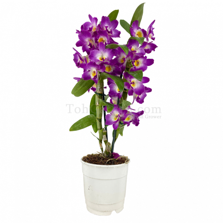 Dendrobium Nobile Purple - Toh Garden : Singapore Orchid Plant & Flower ...