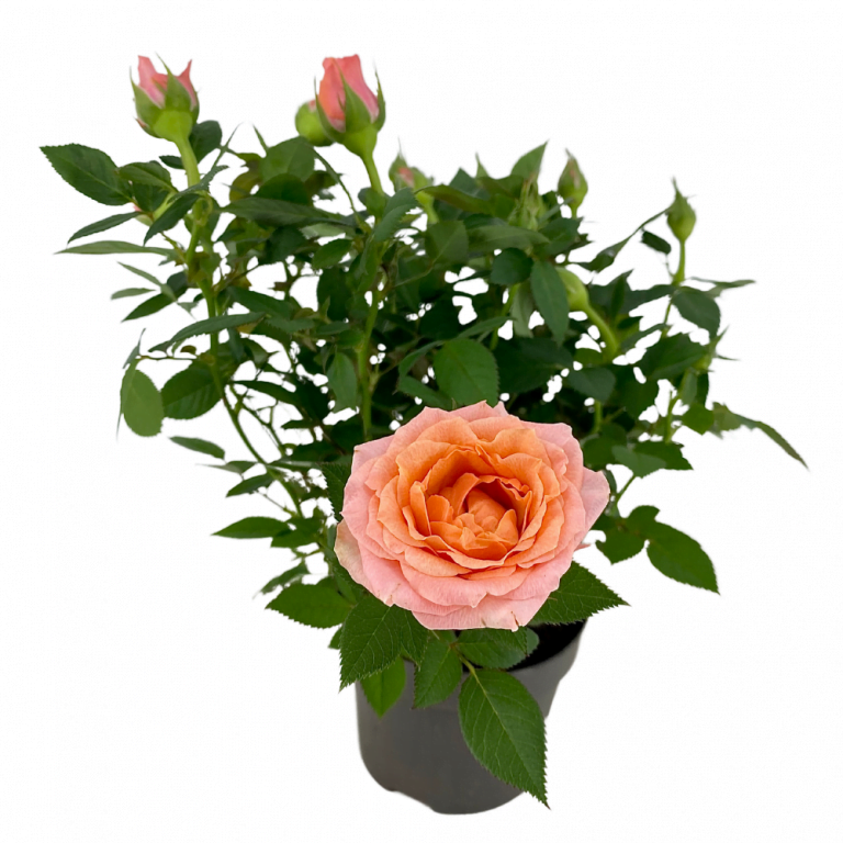 Peach Rose Plant - Toh Garden : Singapore Orchid Plant & Flower Grower