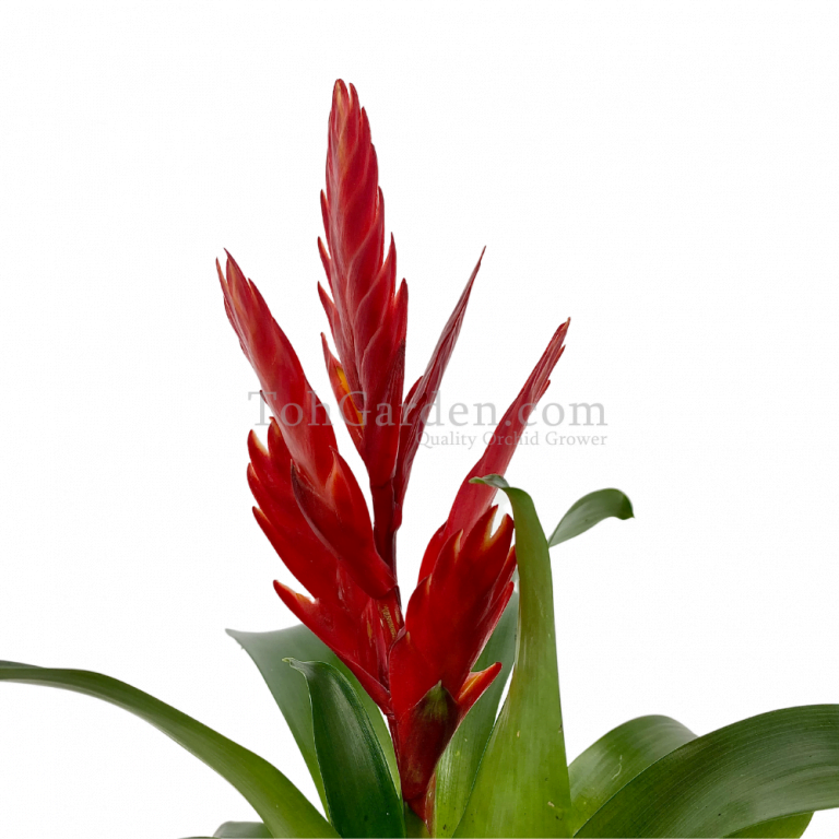 Vriesea Red - Toh Garden : Singapore Orchid Plant & Flower Grower