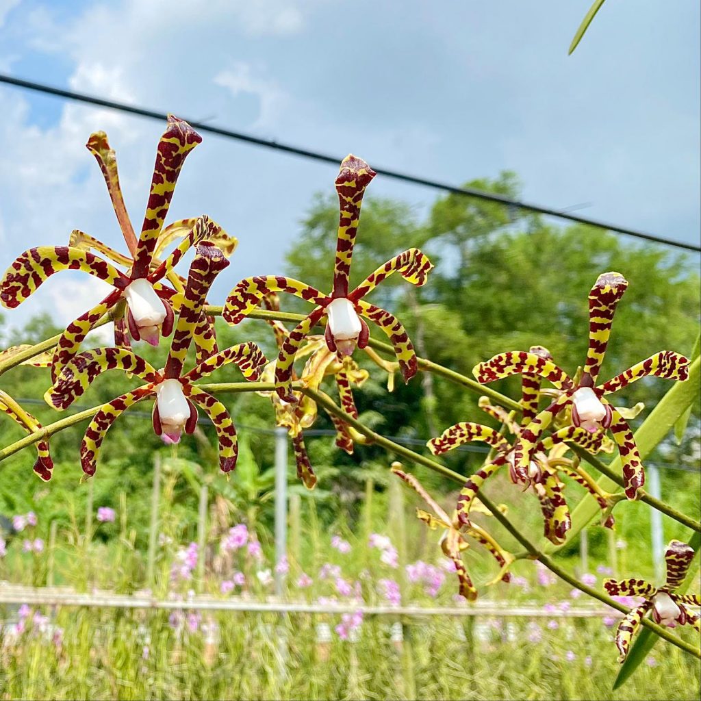Arachnis flos-aeris (Cutting) - Toh Garden : Singapore Orchid Plant ...