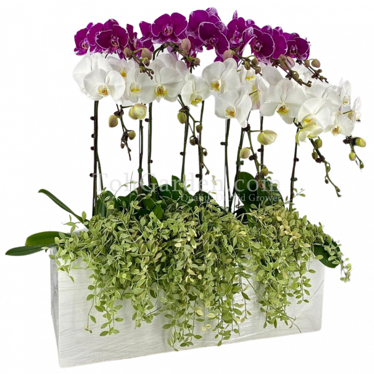 Phalaenopsis Boxio Arrangement 10 in 1 - Toh Garden : Singapore Orchid ...