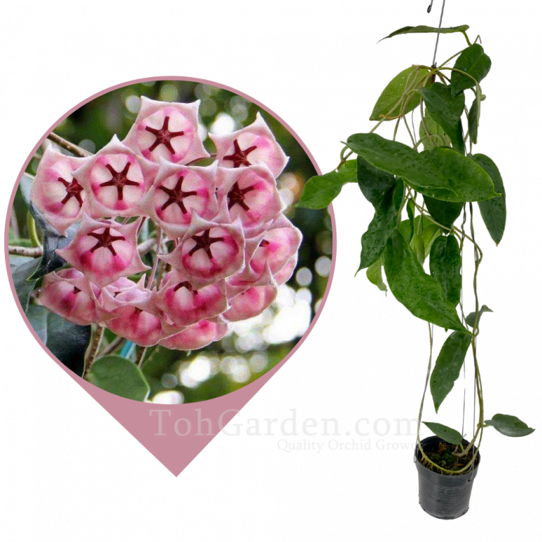 Hoya Archboldiana Pink - Toh Garden : Singapore Orchid Plant & Flower ...