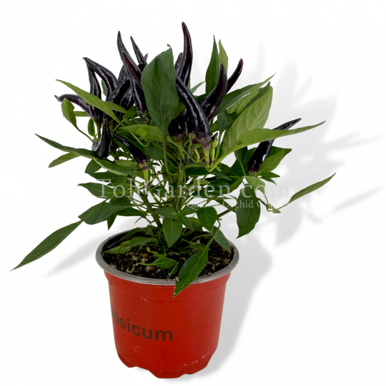Capsicum Joker 'Black' - Toh Garden : Singapore Orchid Plant & Flower ...