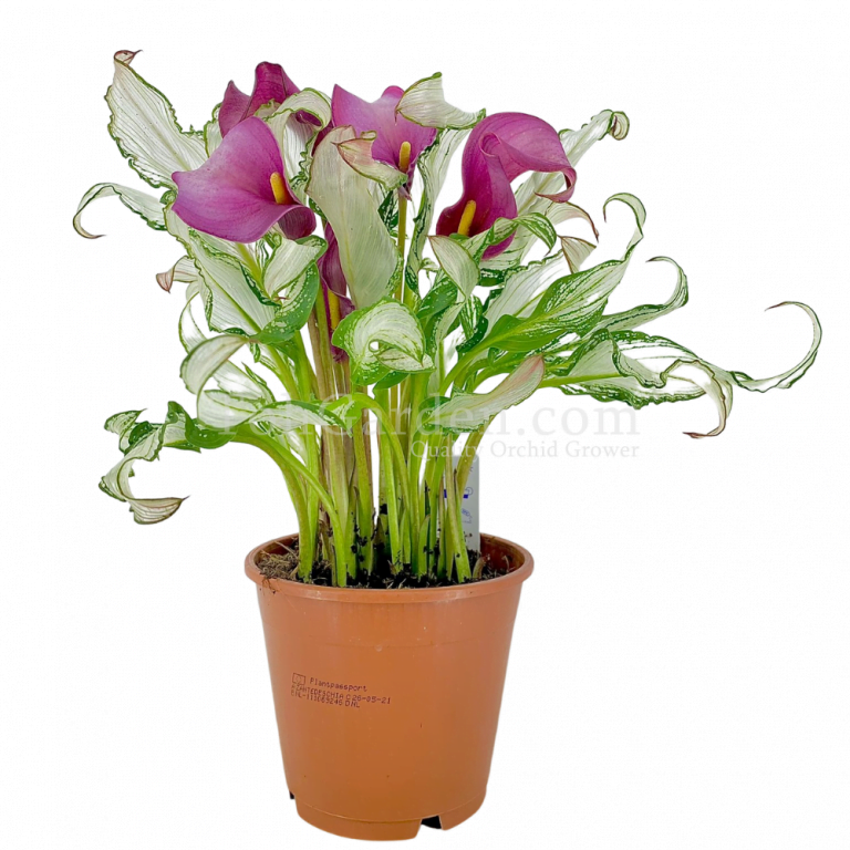 Zantedeschia Frozen Queen - Toh Garden : Singapore Orchid Plant ...