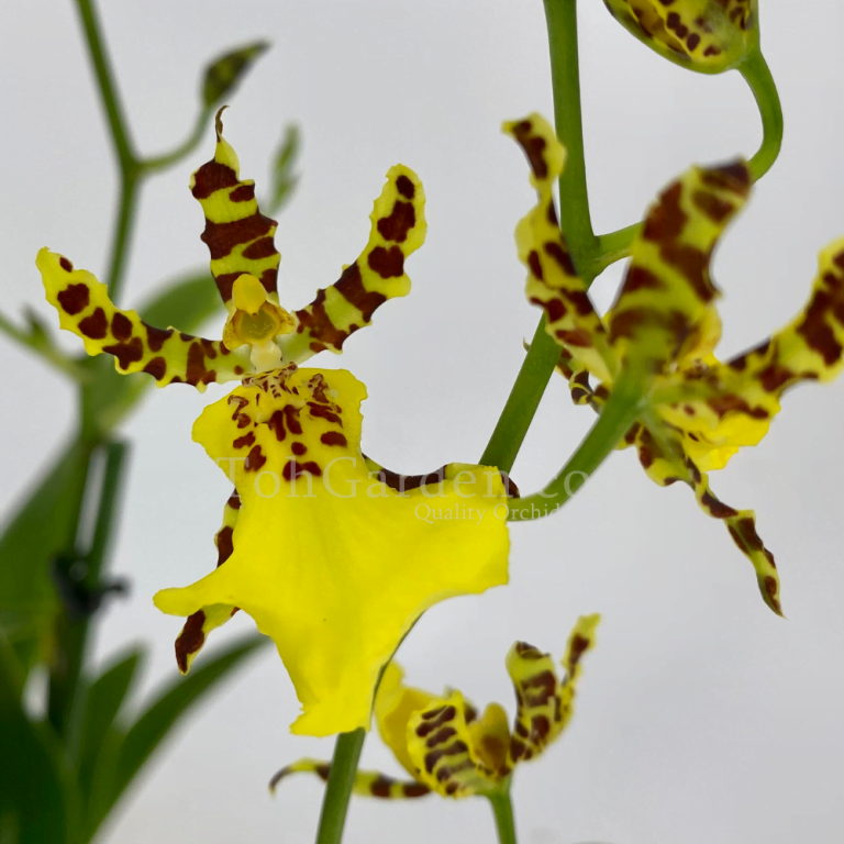 Ionopsis utricularioides Pinkish (Small) | Toh Garden : Singapore ...