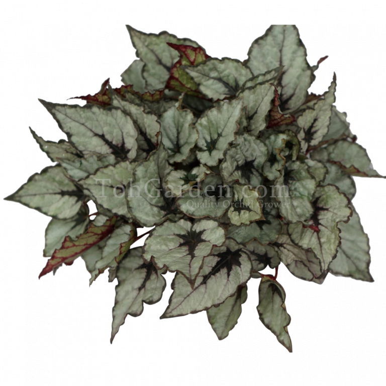 Begonia Magic Colours Rain Dance - Toh Garden : Singapore Orchid Plant ...