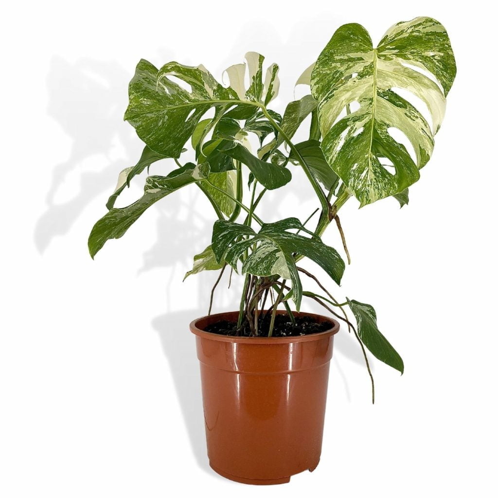 Monstera Borsigiana Albo Variegata - Toh Garden: Singapore Orchid Plant ...