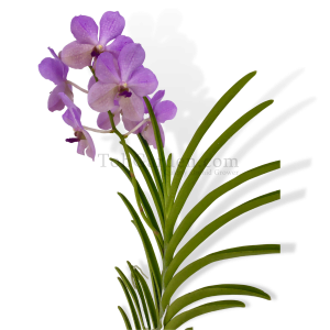 Papilionanda Ho Poh Lin - Toh Garden : Singapore Orchid Plant & Flower ...