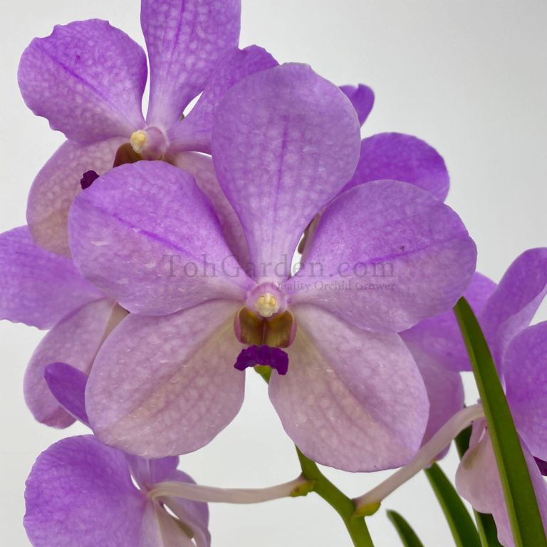 Papilionanda Archives - Toh Garden