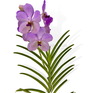 Papilionanda Ho Poh Lin - Toh Garden : Singapore Orchid Plant & Flower ...